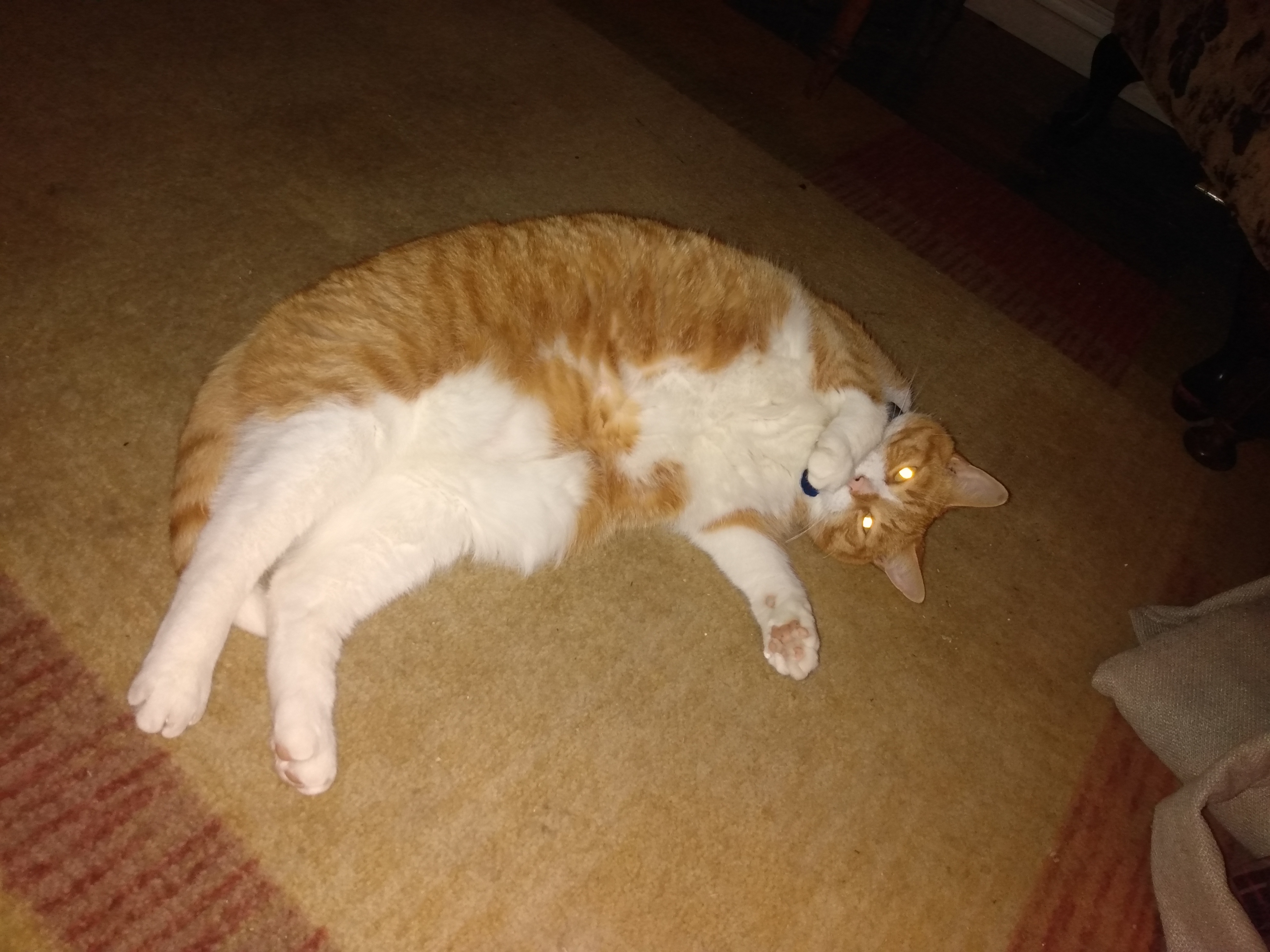 The Story of Toby – PetiScience